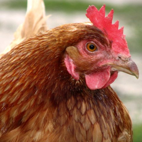 Adopteer een kip | Milledoni - Spot on gifts