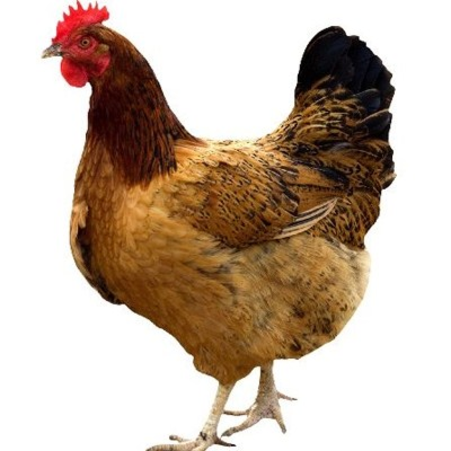 Adopteer een kip | Milledoni - Spot on gifts