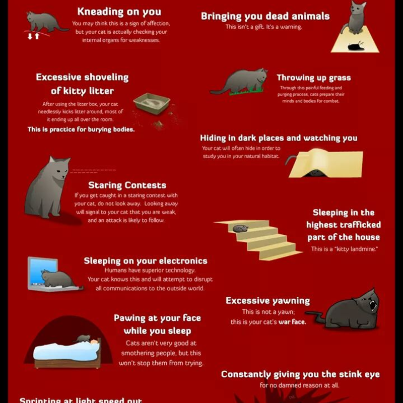 How to tell if your cat is plotting… | Milledoni - Spot on gifts